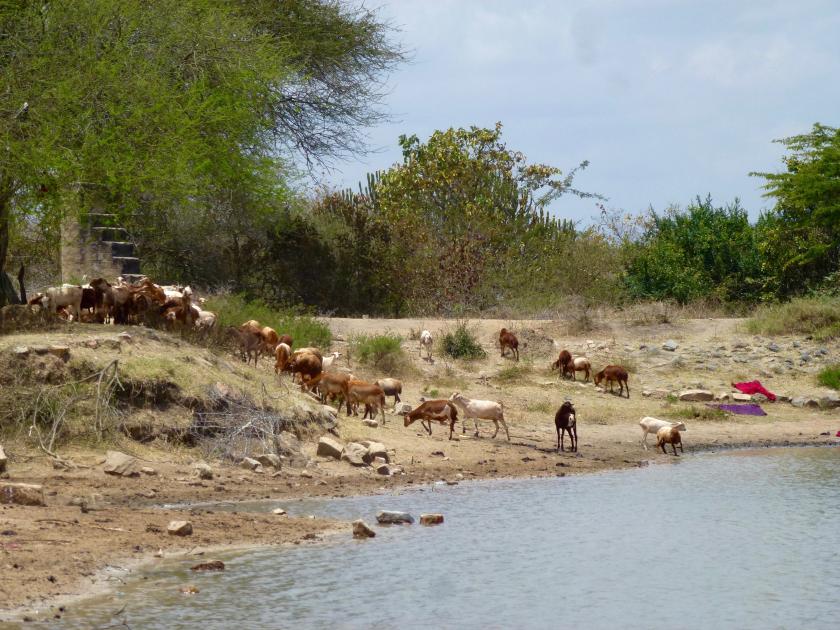 LiveGAPS - Country-level livestock numbers, total production and yield ...